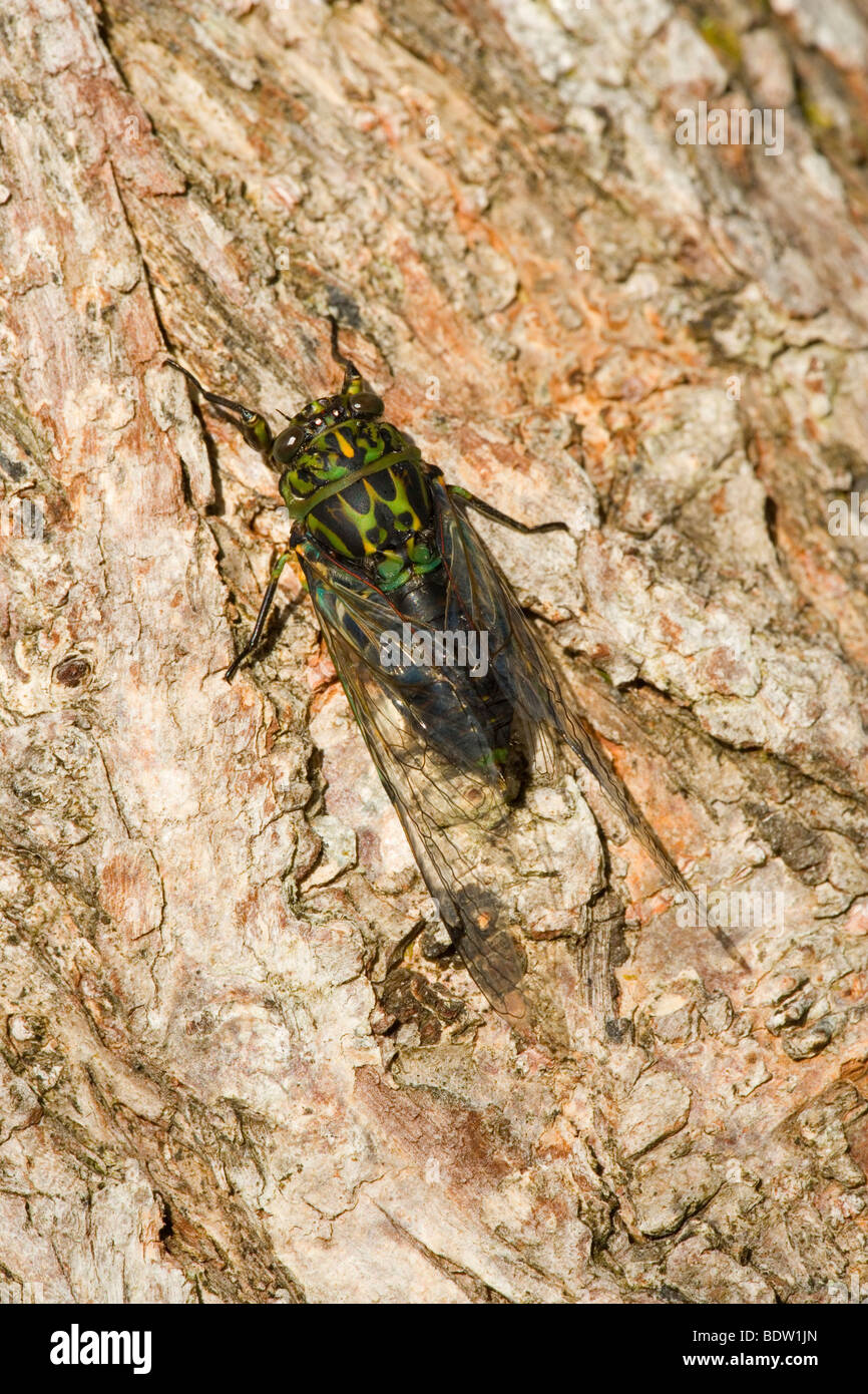Chirping insect hi-res stock photography and images - Alamy