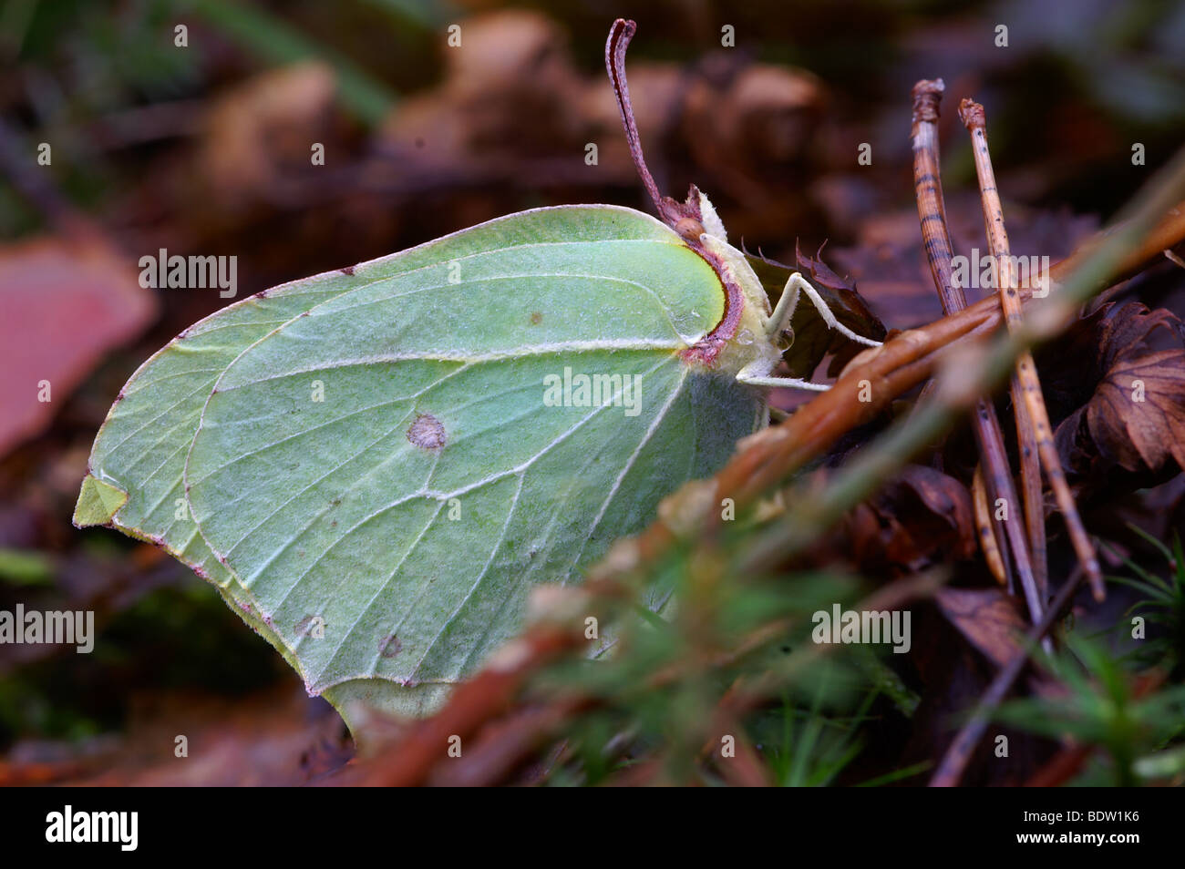 Zitronenfalter, Common Brimstone, (Gonepteryx rhamni), Citron papillon ...