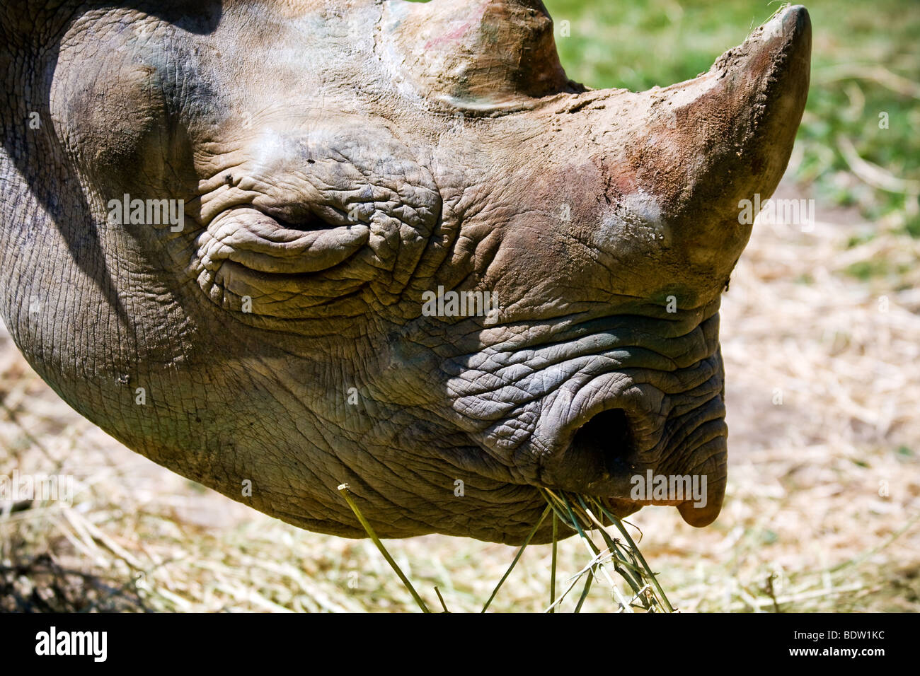 Port lympne animal park hi-res stock photography and images - Alamy