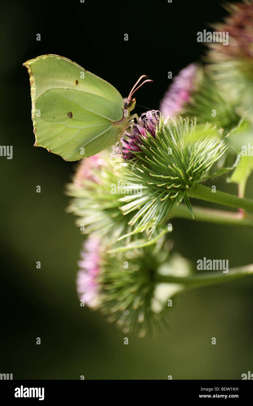 Papillon citron hi-res stock photography and images - Alamy