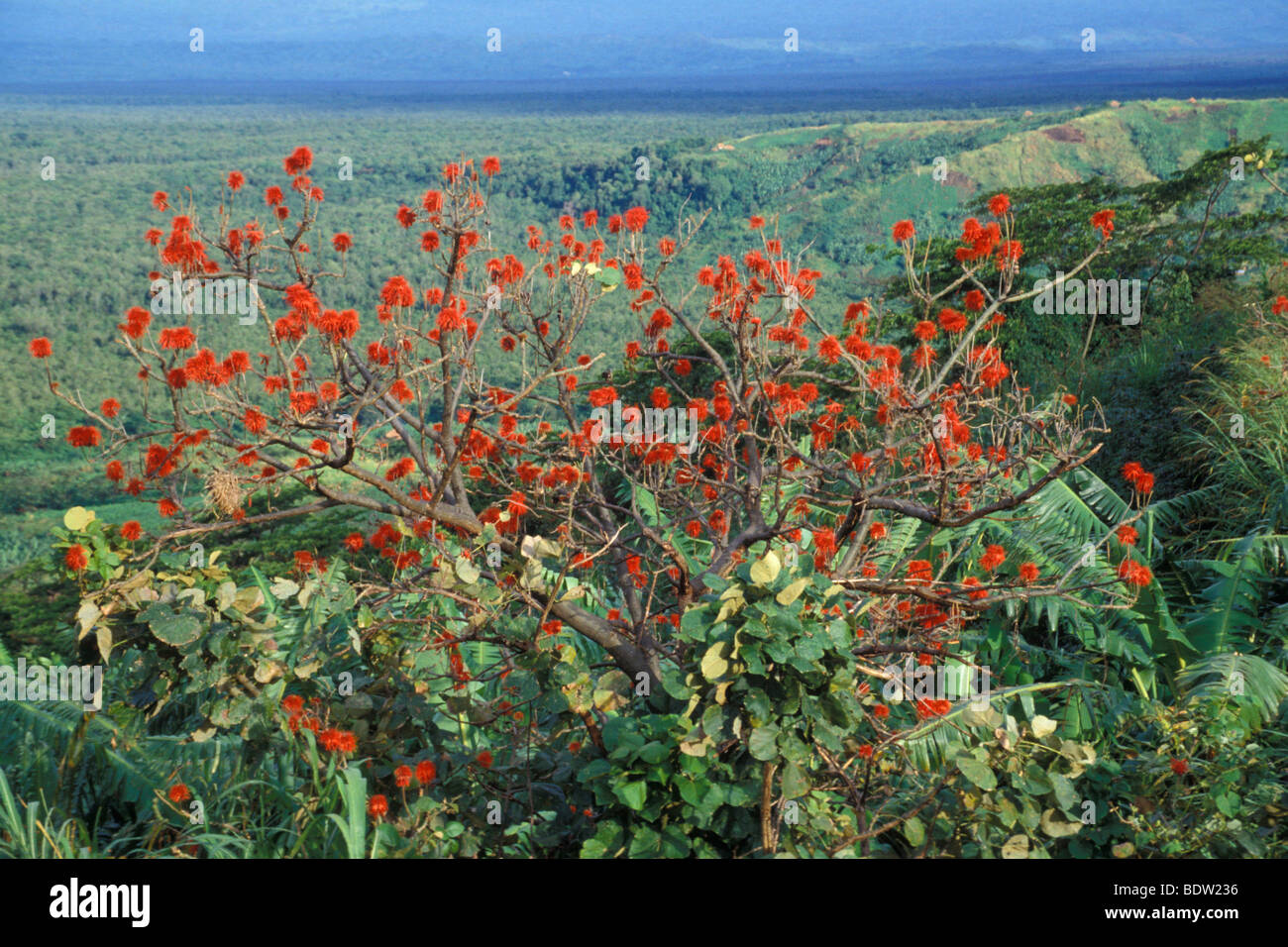 uganda, africa, surrounding of Kampala Stock Photo - Alamy
