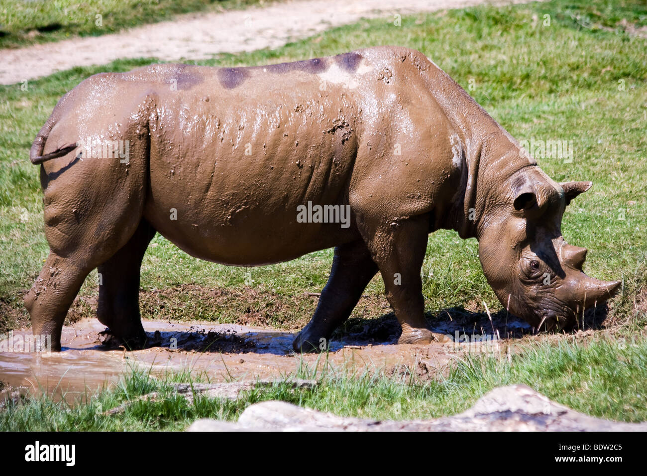 Rhino Port Lympne Wild Animal Safari Park Stock Photo - Alamy