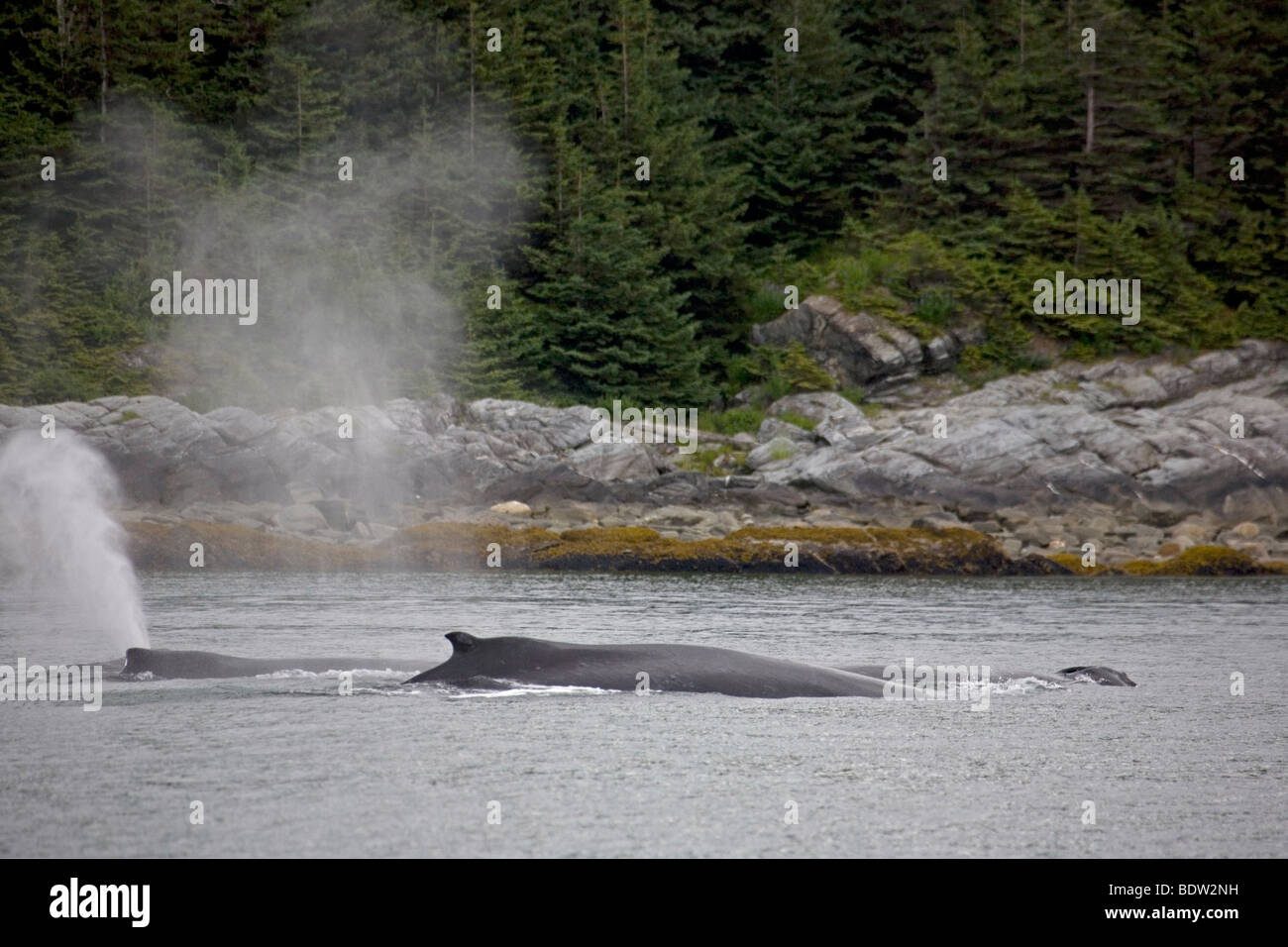 Humpback Whale Megaptera novaeangliae Stock Photo - Alamy
