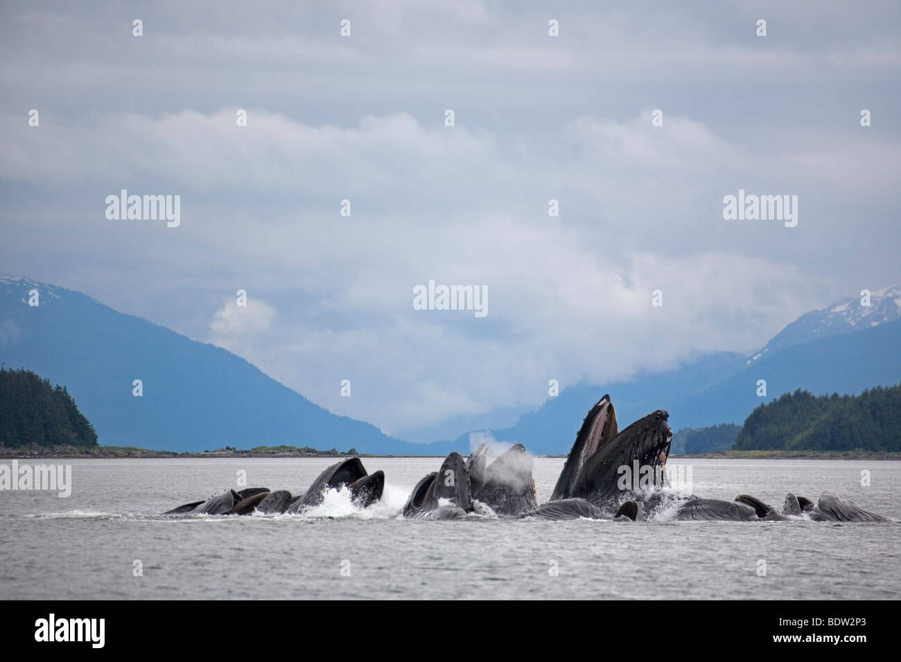 Humpback Whale Megaptera novaeangliae Stock Photo - Alamy