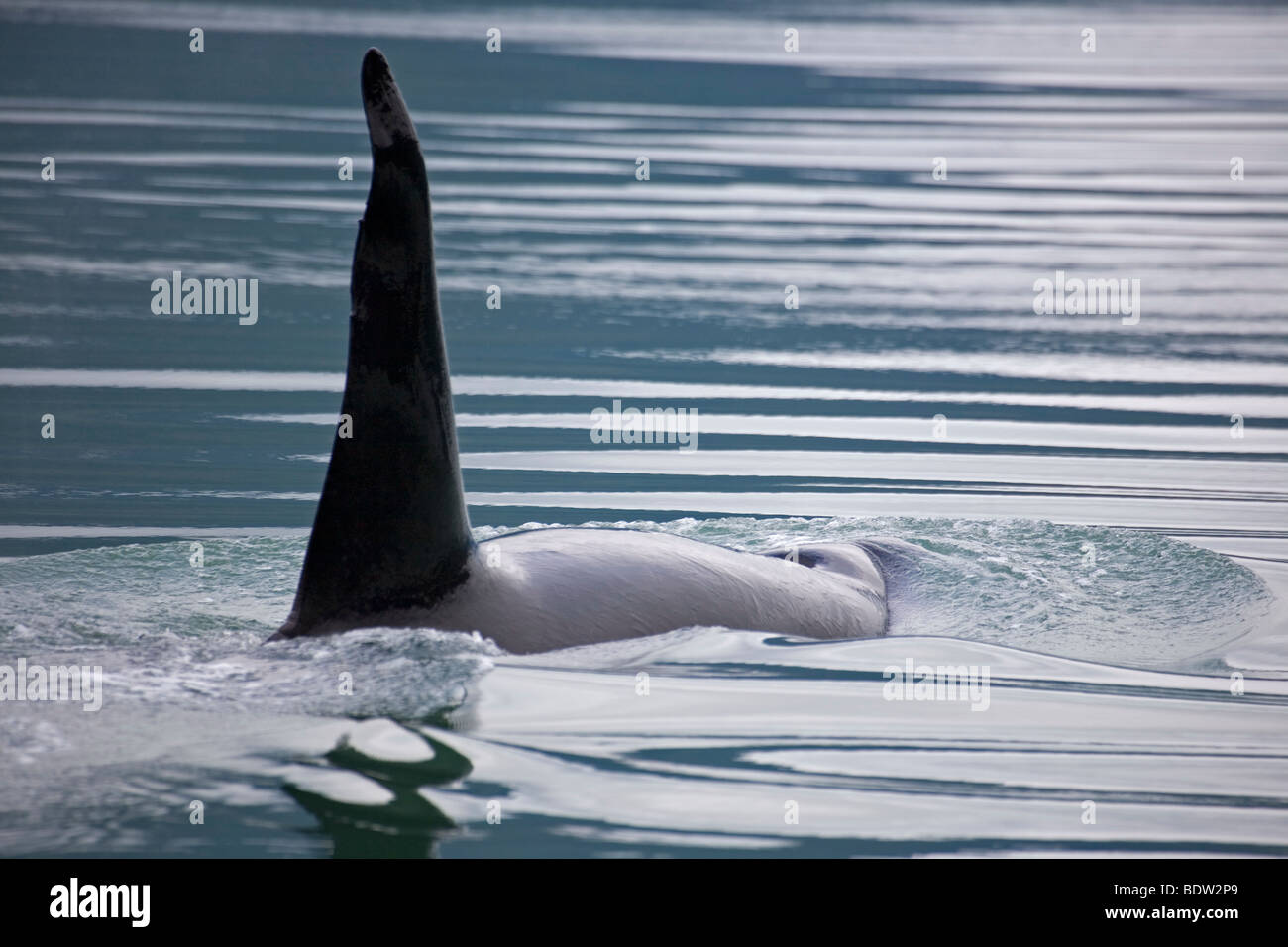 Orca fin protruding from water surface Stock Photo - Alamy
