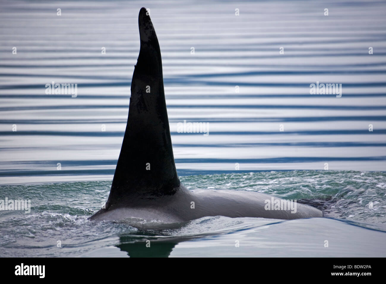 Orca fin protruding from water surface Stock Photo - Alamy