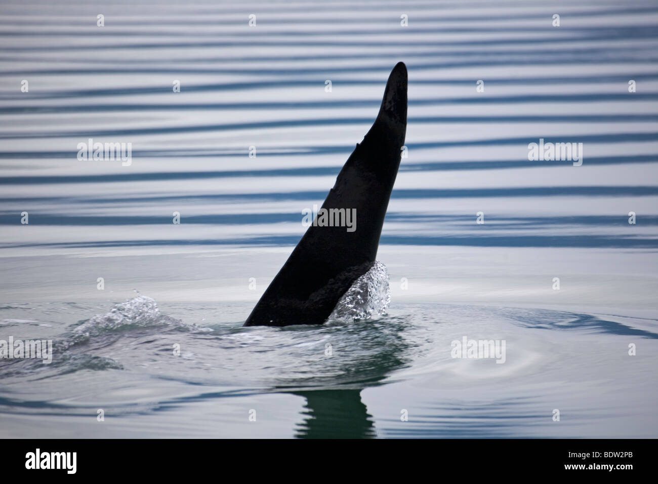 Orca fin protruding from water surface Stock Photo - Alamy