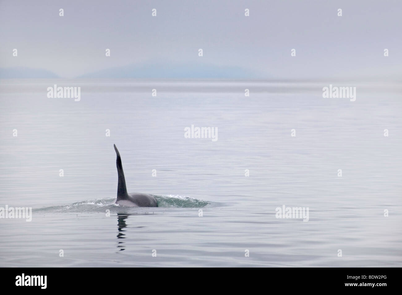 Orca fin protruding from water surface Stock Photo - Alamy