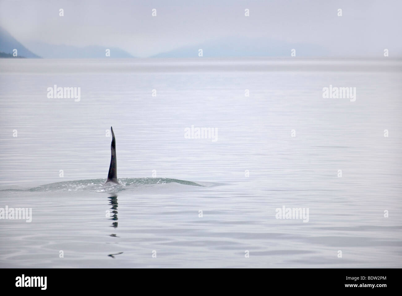 Orca fin protruding from water surface Stock Photo - Alamy