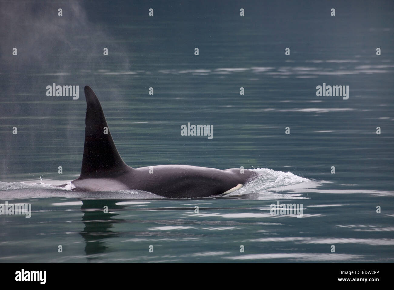 Orca fin protruding from water surface Stock Photo - Alamy