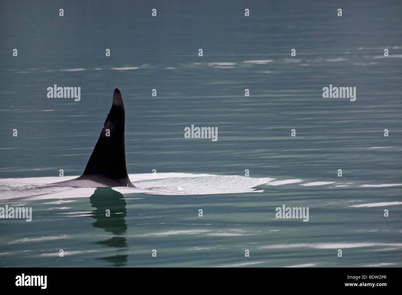 Tracy arm alaska whale hi-res stock photography and images - Alamy
