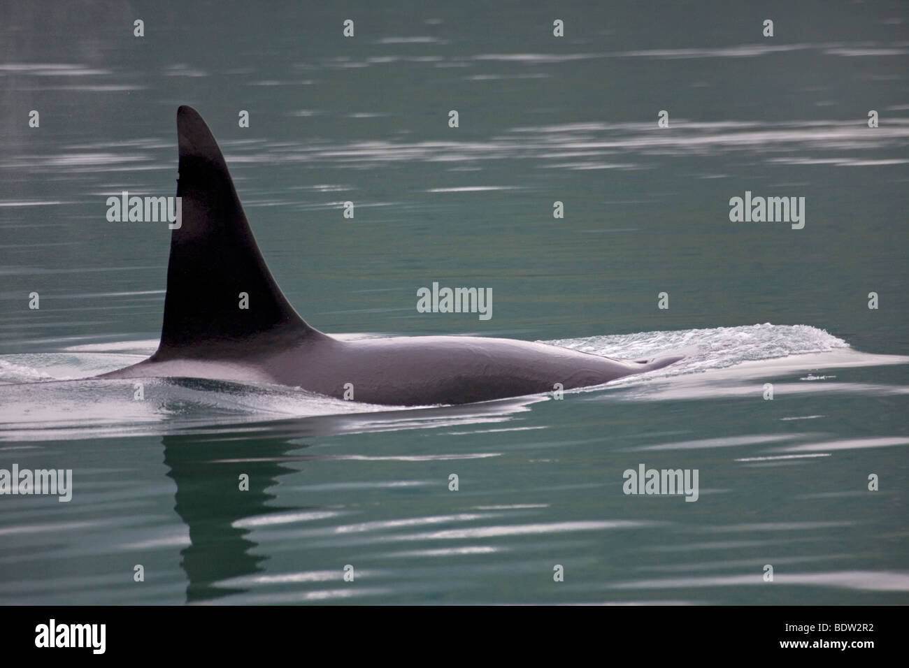 Orca fin protruding from water surface Stock Photo - Alamy
