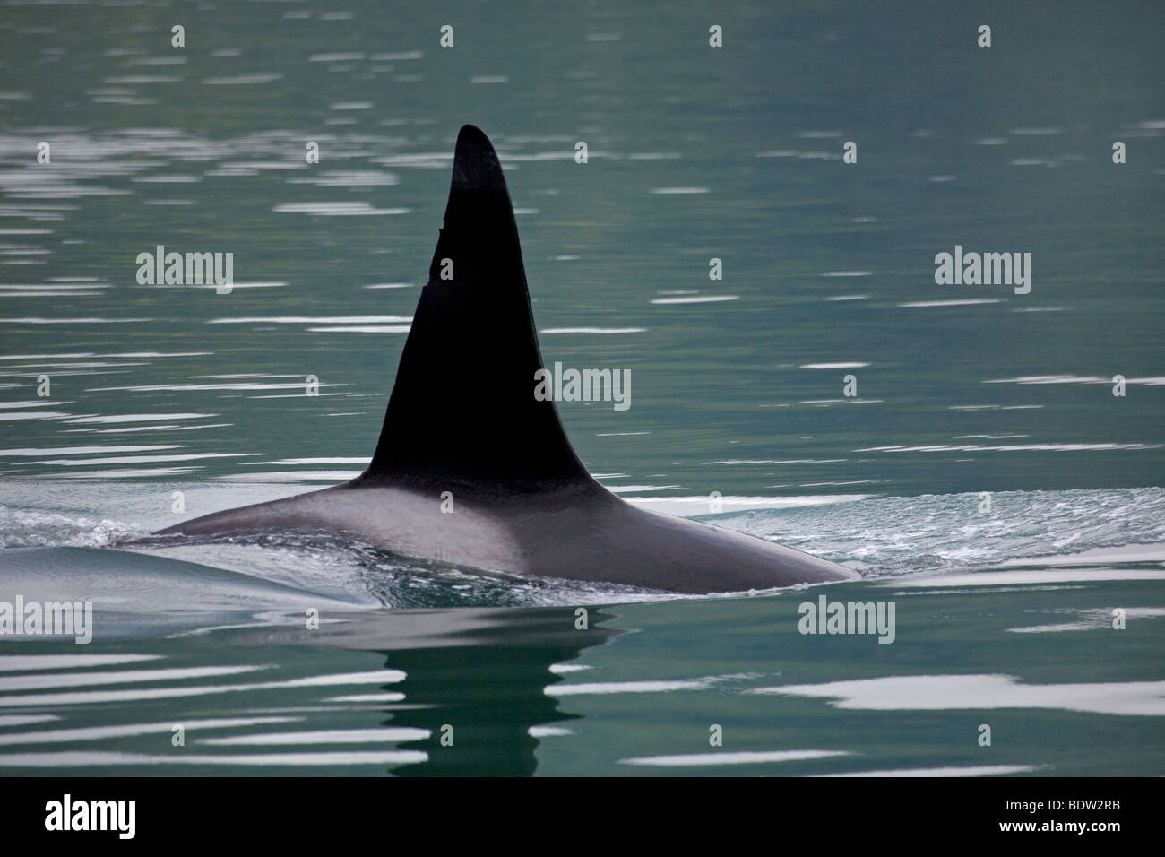 Orca fin protruding from water surface Stock Photo - Alamy