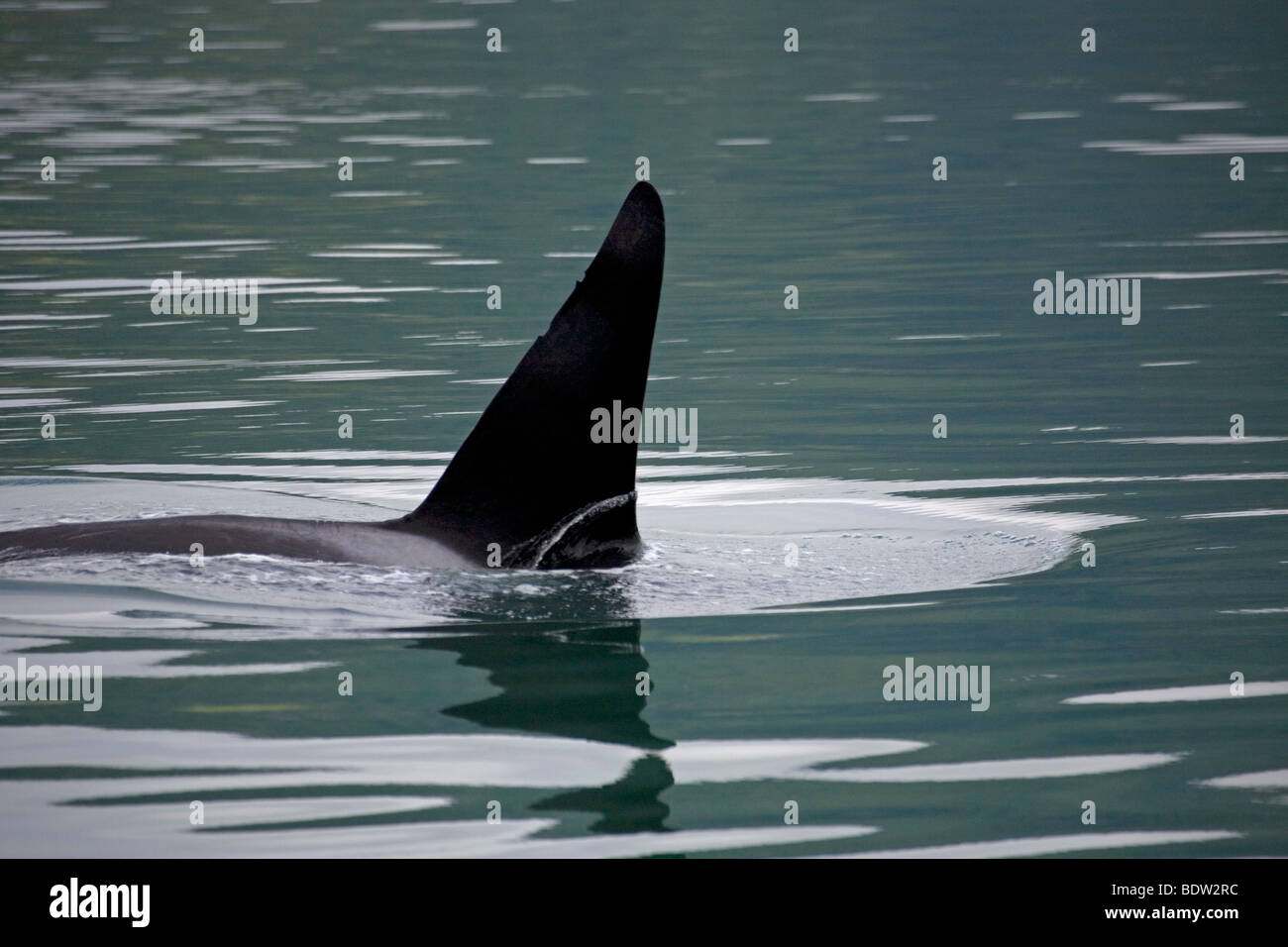 Orca fin protruding from water surface Stock Photo - Alamy
