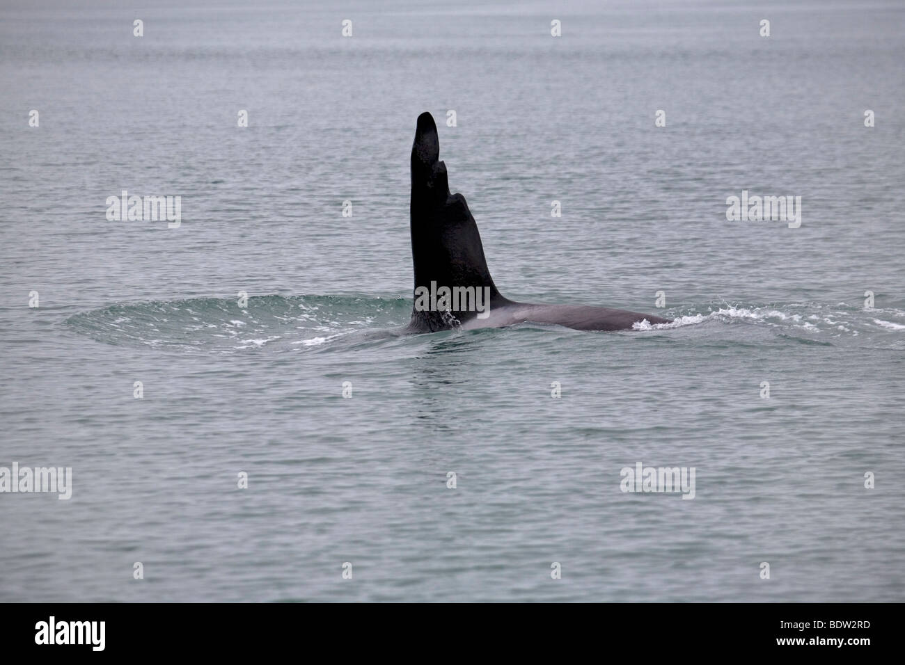 Orca fin protruding from water surface Stock Photo - Alamy