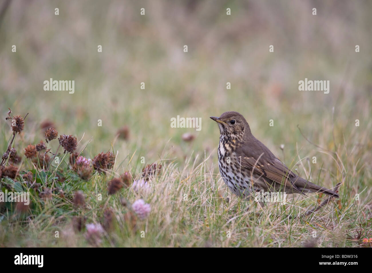 Throstle hi-res stock photography and images - Alamy