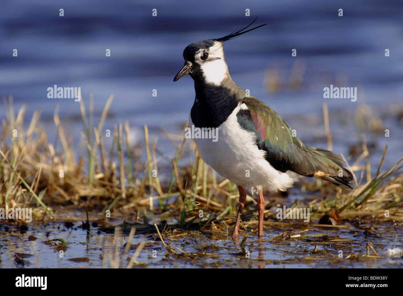 Lapwing lapwings hi-res stock photography and images - Alamy