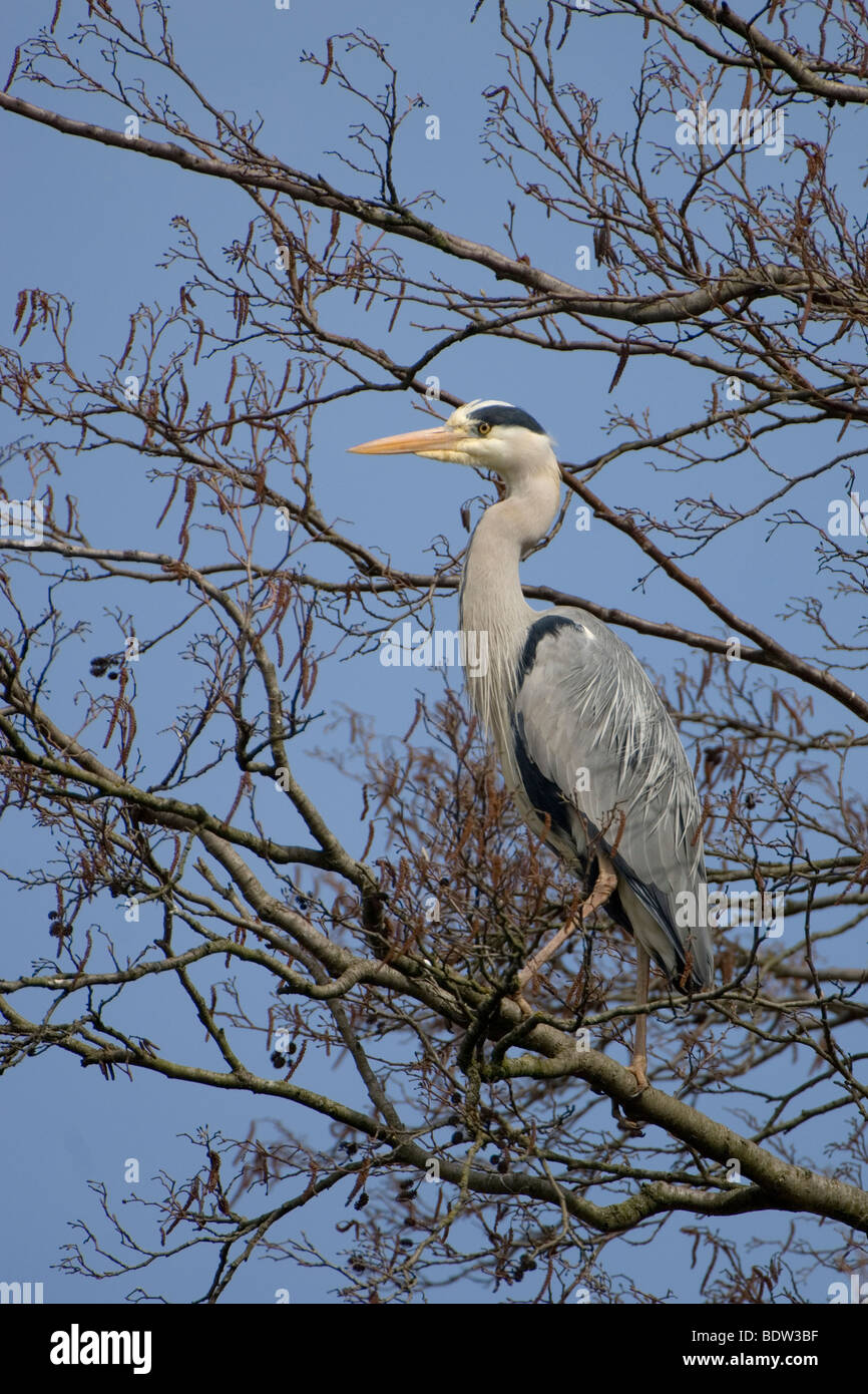 Grey heron sitting in a tree Stock Photo - Alamy