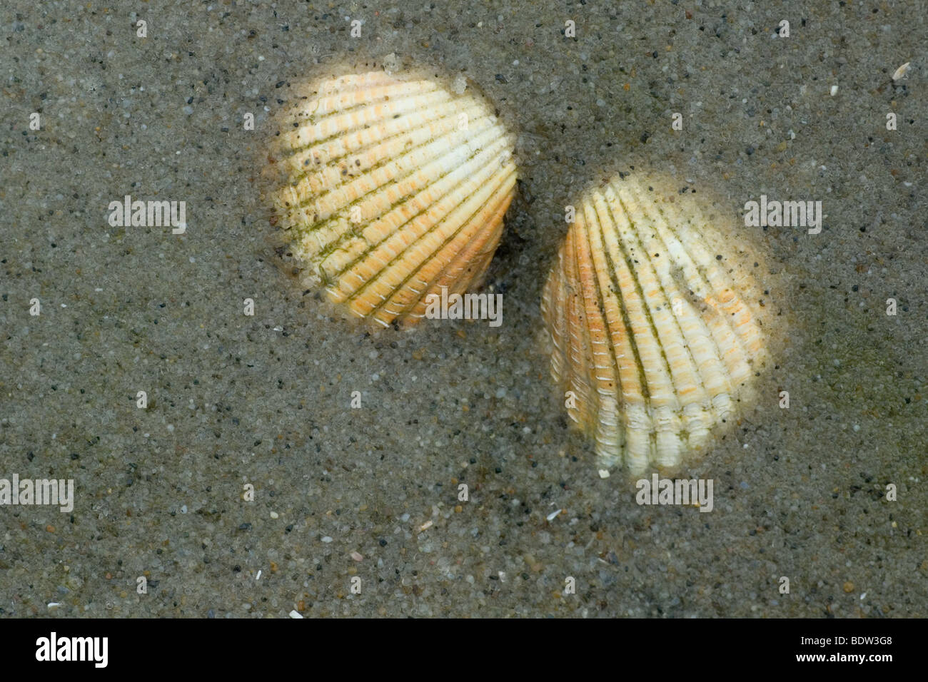 Cockle shells on a beach hi-res stock photography and images - Alamy