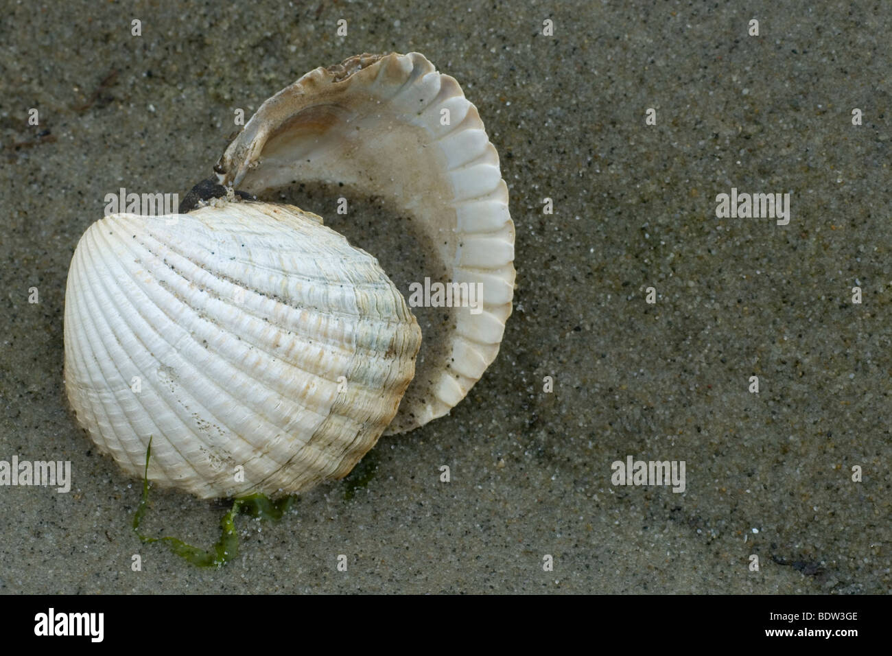 cockles on a beach in the netherlands Stock Photo - Alamy