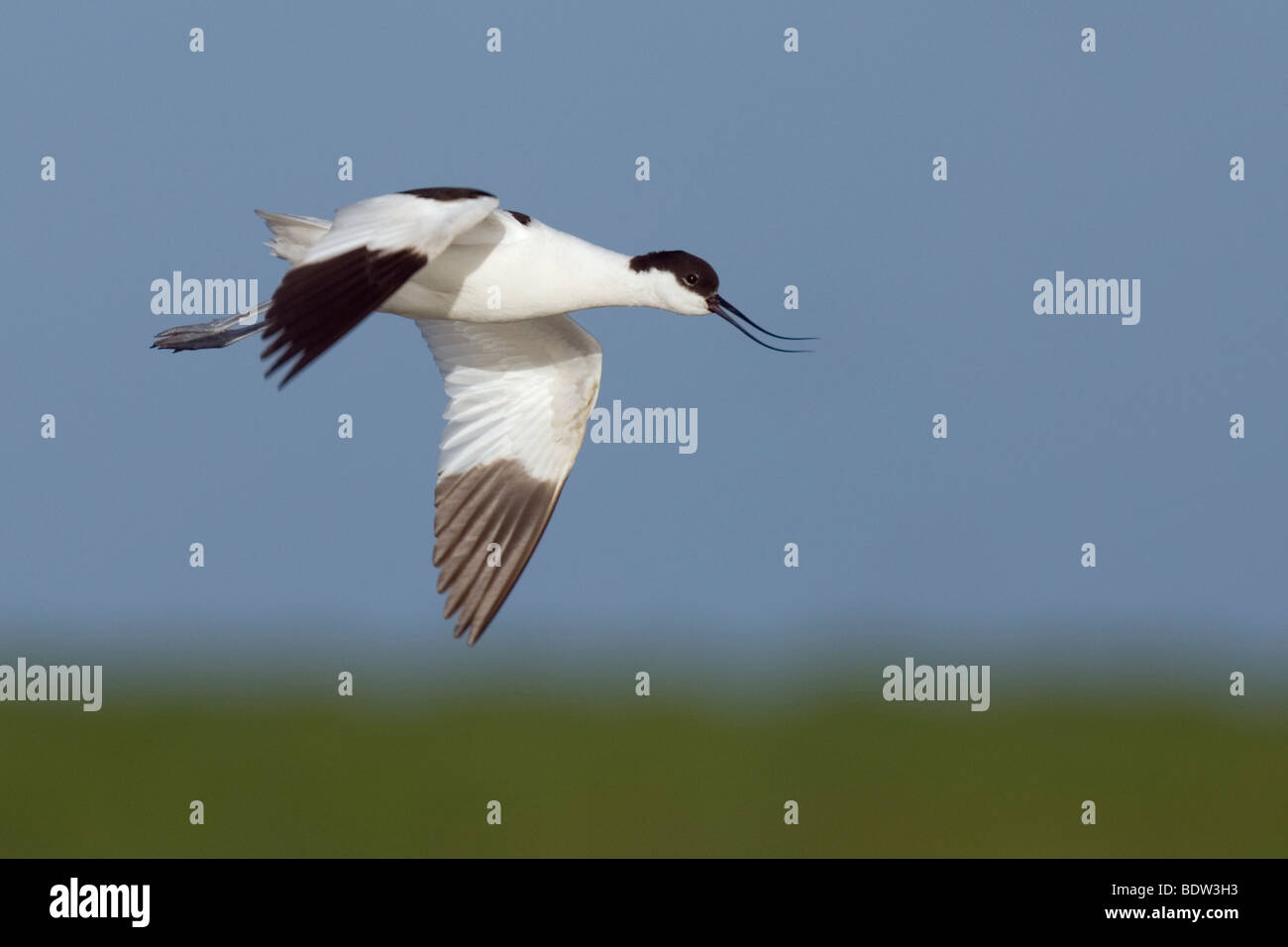 Saebelschnaebler (Recurvirostra avosetta) Wattenmeer, Pied Avocet Stock ...
