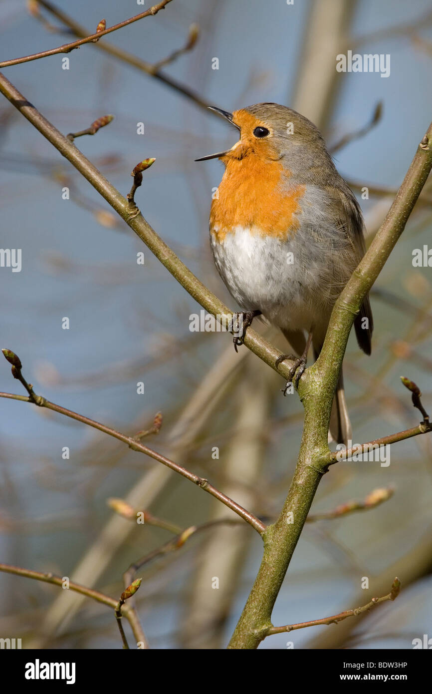 A robin sitting in a tree Stock Photo - Alamy