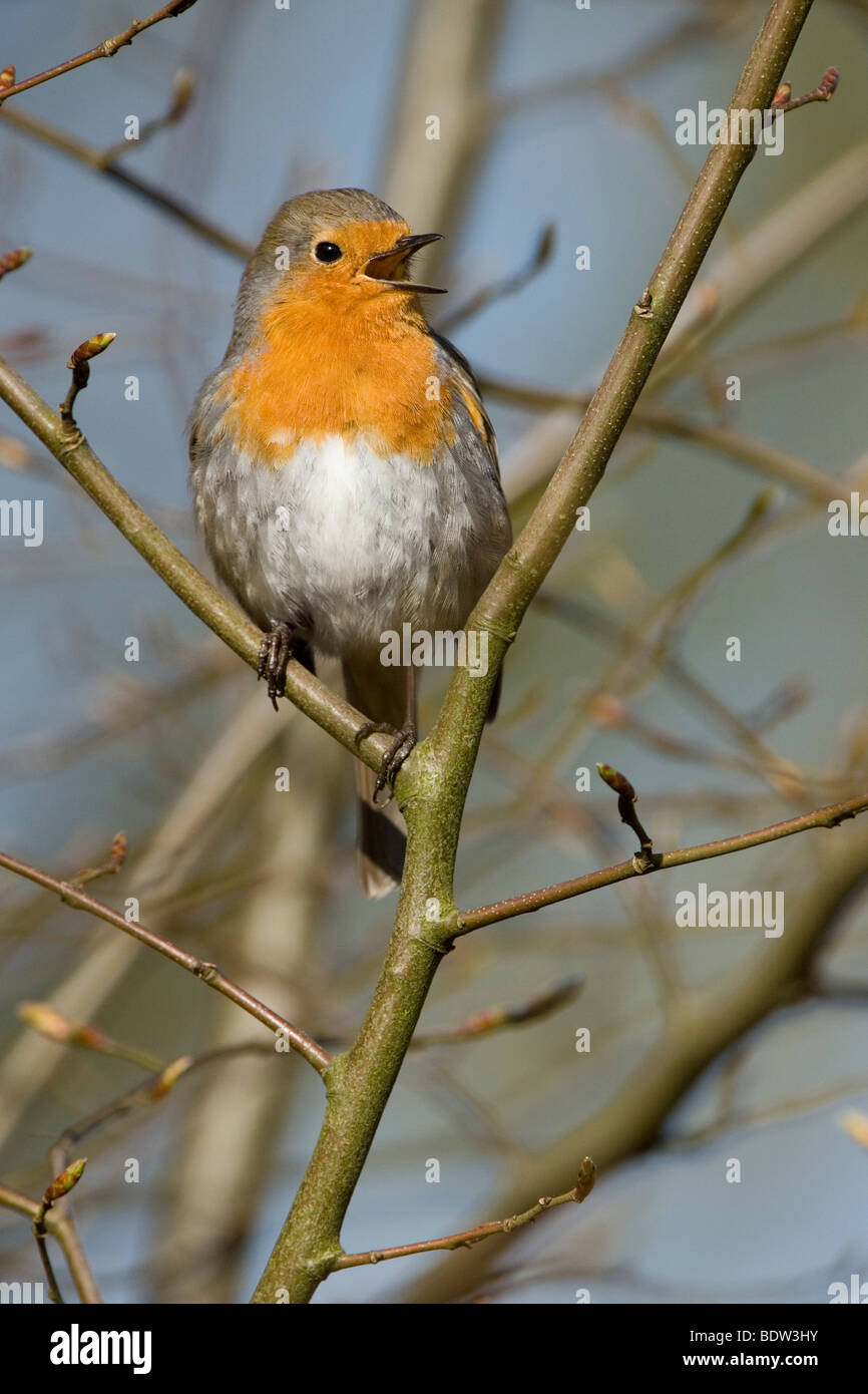 Robin bird songbird hi-res stock photography and images - Alamy