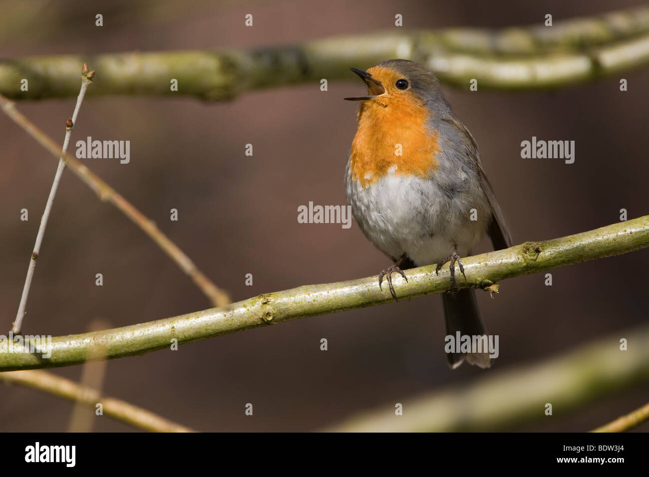 Robin bird songbird hi-res stock photography and images - Alamy