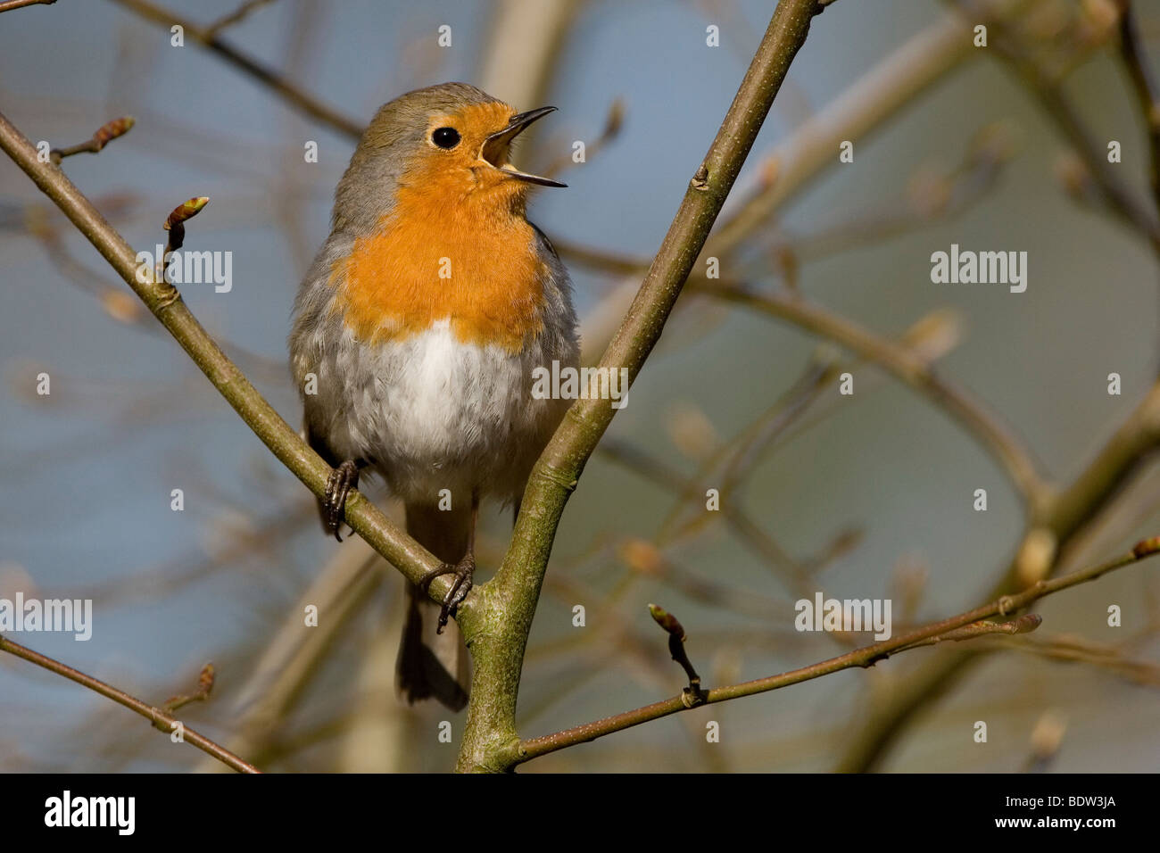 A robin sitting in a tree Stock Photo - Alamy