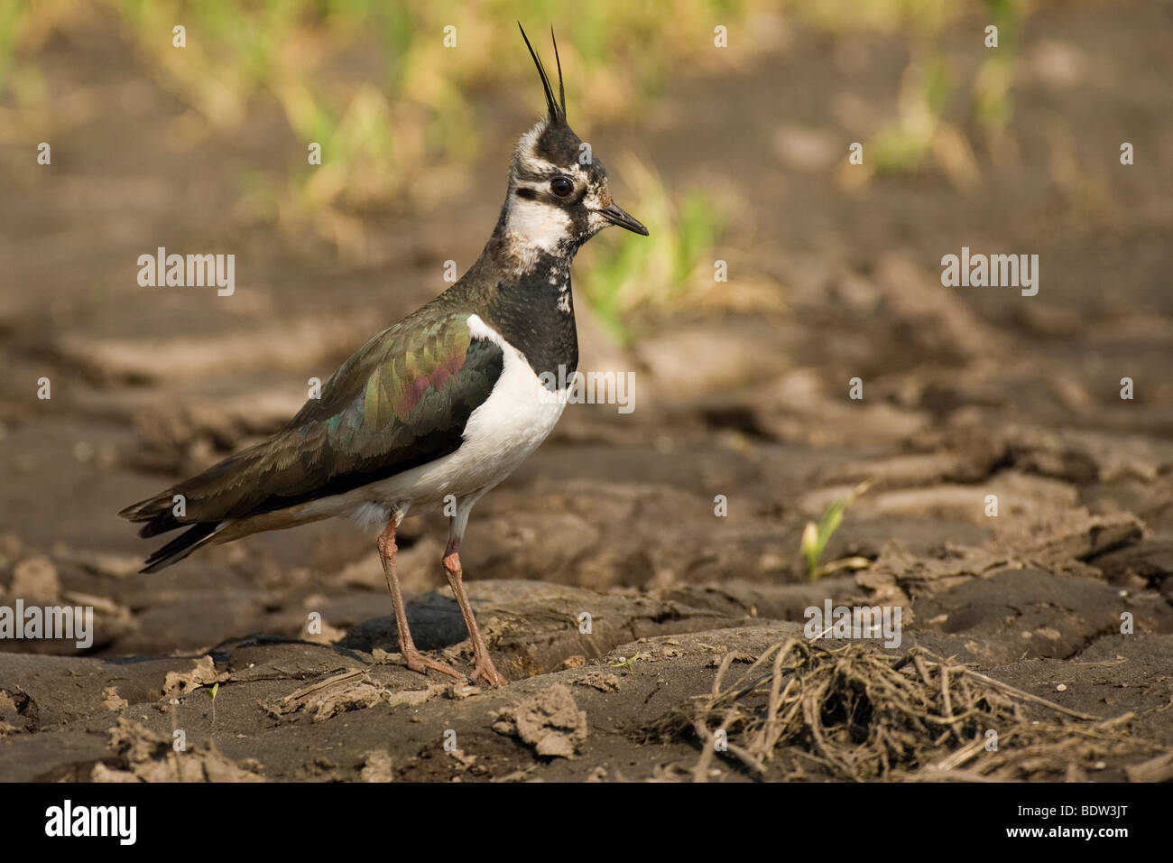 Northern lapwing bird hi-res stock photography and images - Alamy