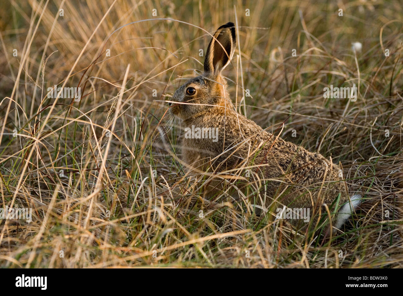 Hare (Lagomorpha) hiding in the grass Stock Photo - Alamy