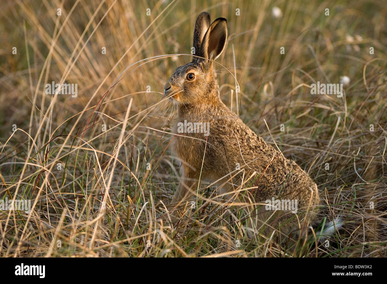 Hare hiding hi-res stock photography and images - Alamy