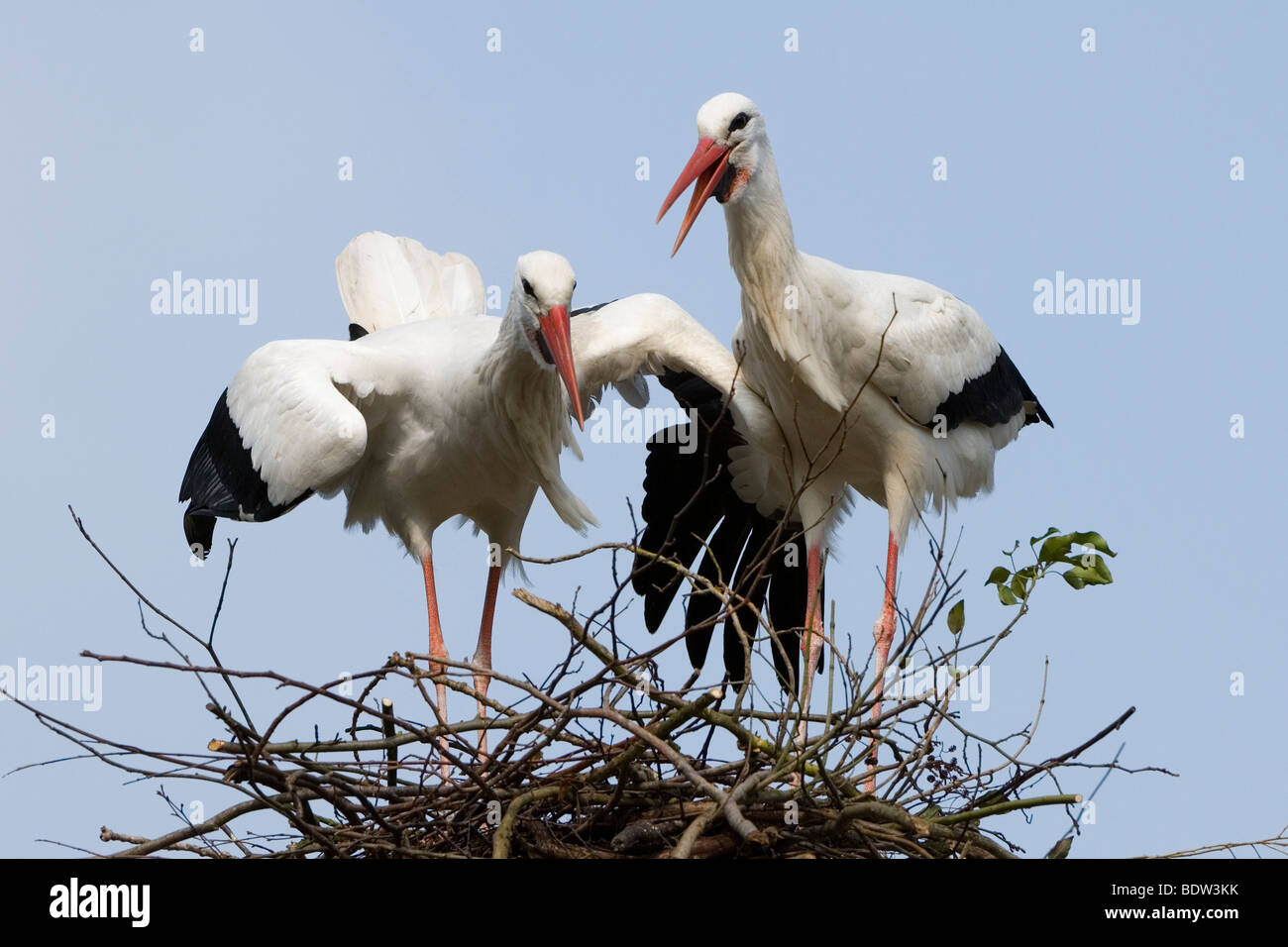 Storks nest hi-res stock photography and images - Alamy