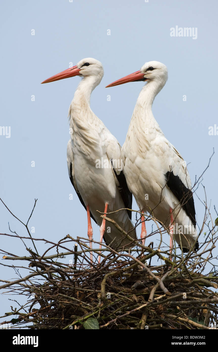 Two storks sitting in their nest Stock Photo - Alamy