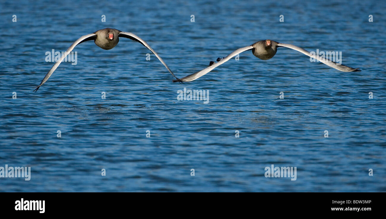 Twoi hi-res stock photography and images - Alamy
