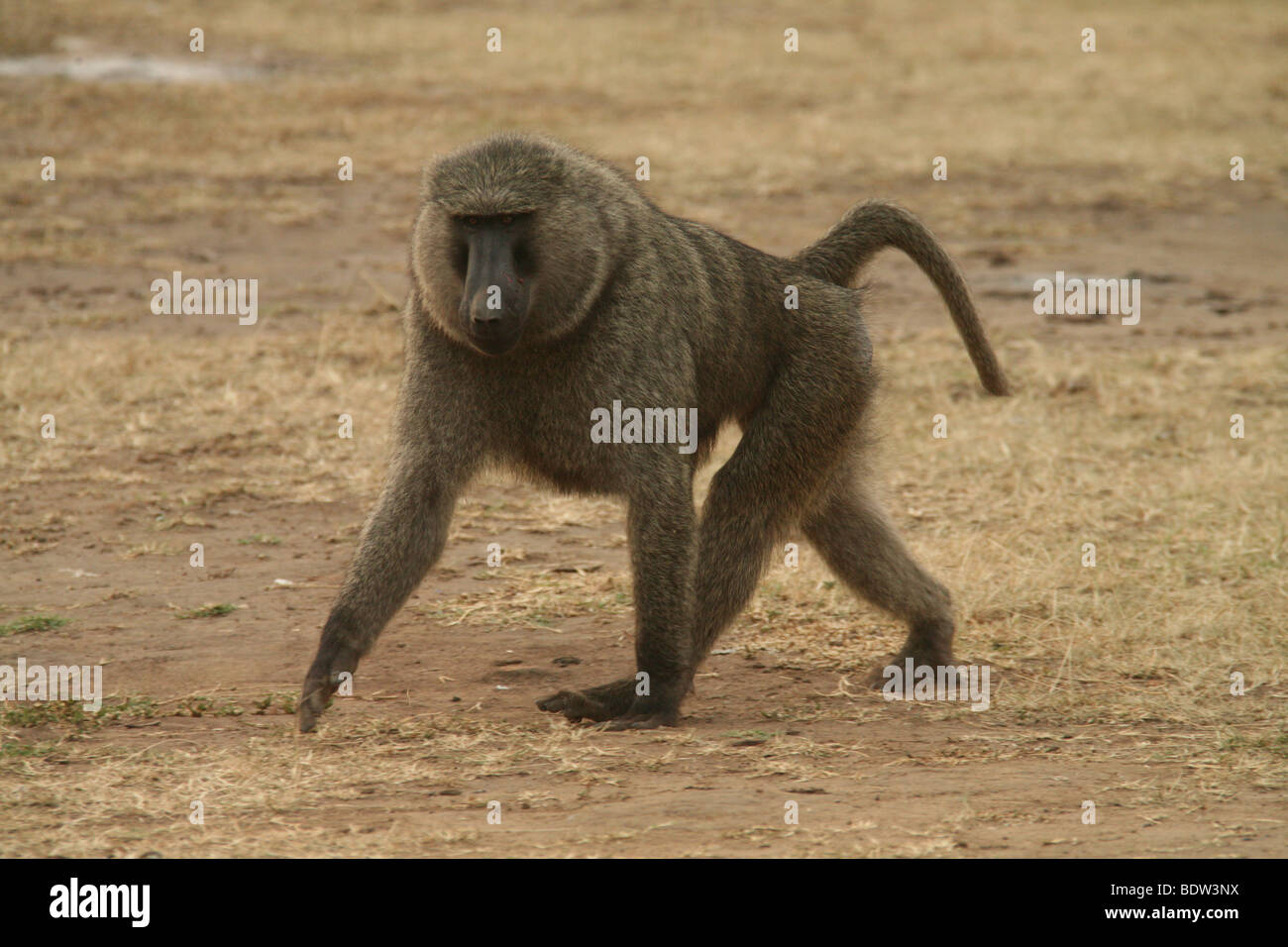 Strong baboon hi-res stock photography and images - Alamy