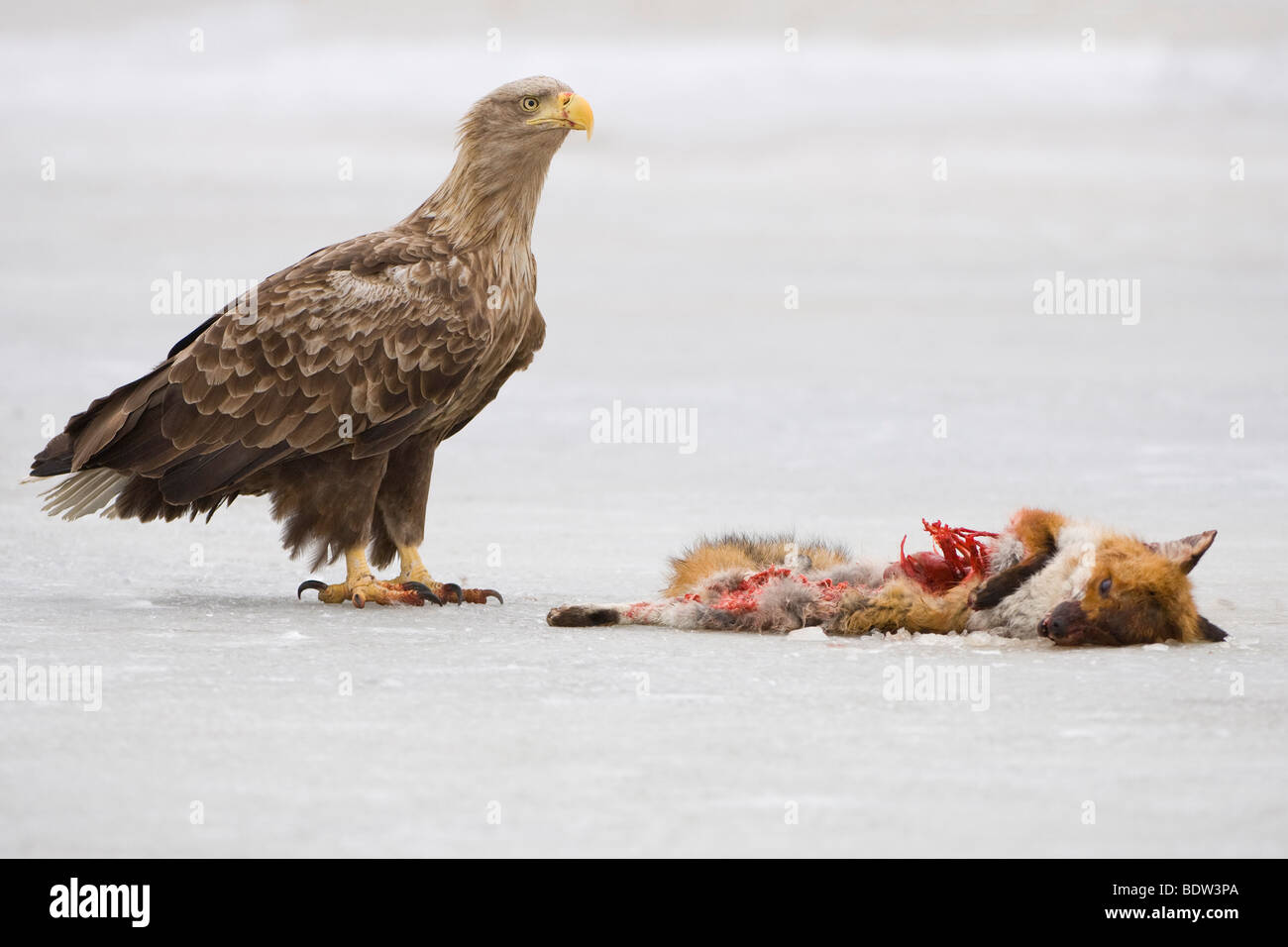 White tailed eagle bird hi-res stock photography and images - Alamy