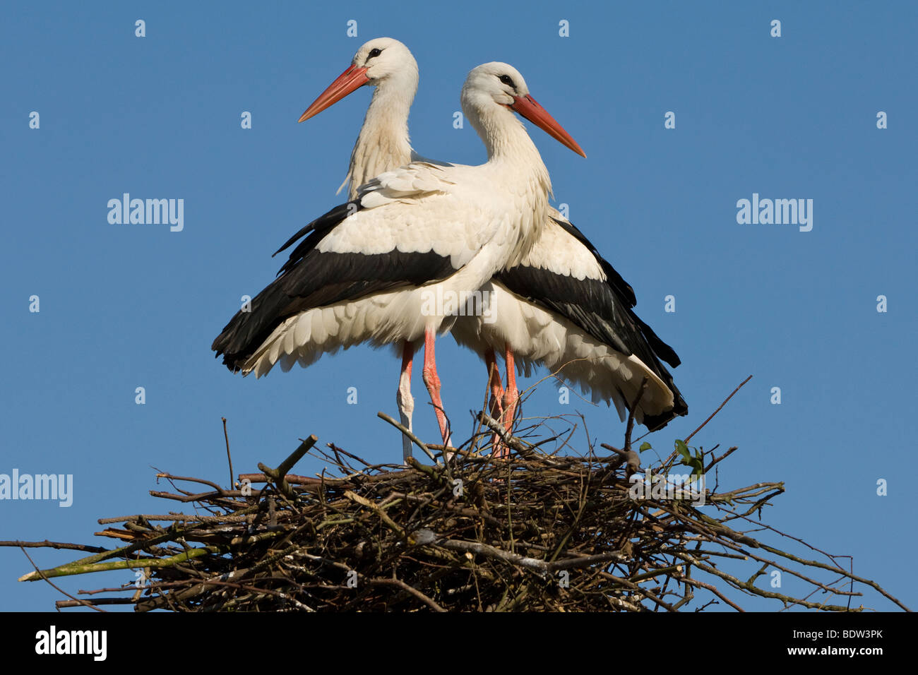 Two storks standing in their nest Stock Photo - Alamy