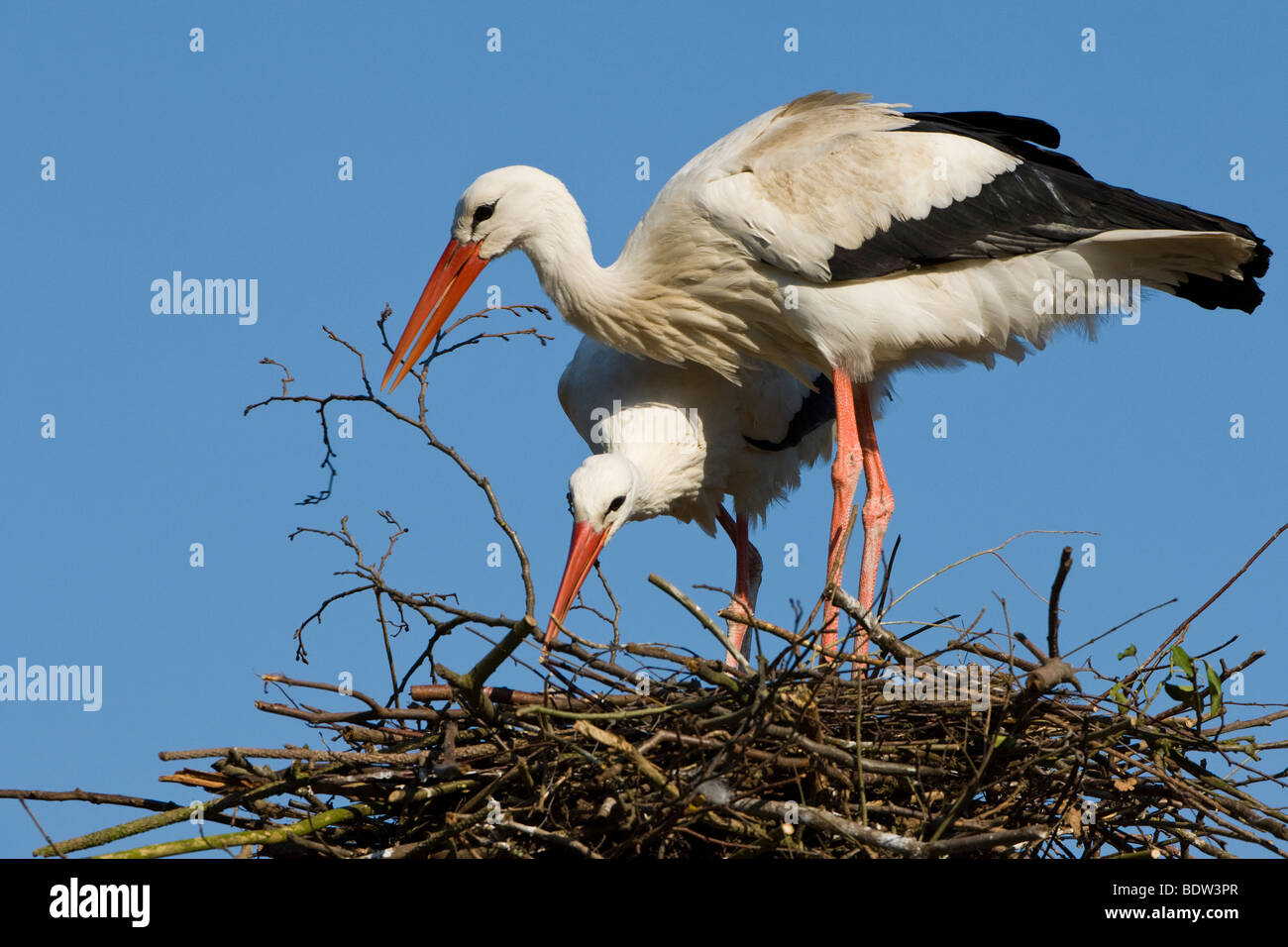 Courting animal hi-res stock photography and images - Alamy