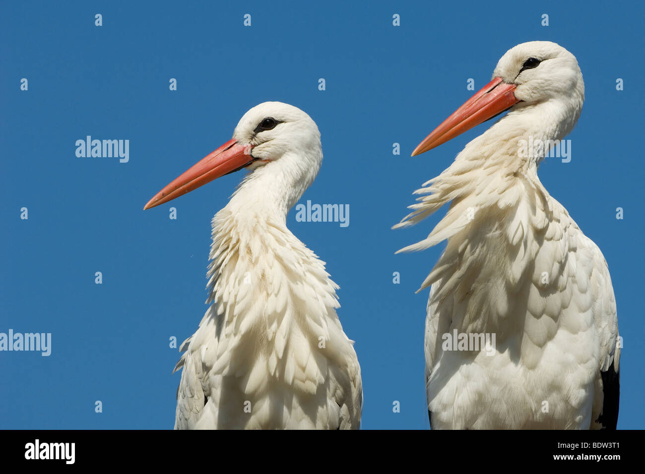 Portrait of two storks Stock Photo - Alamy