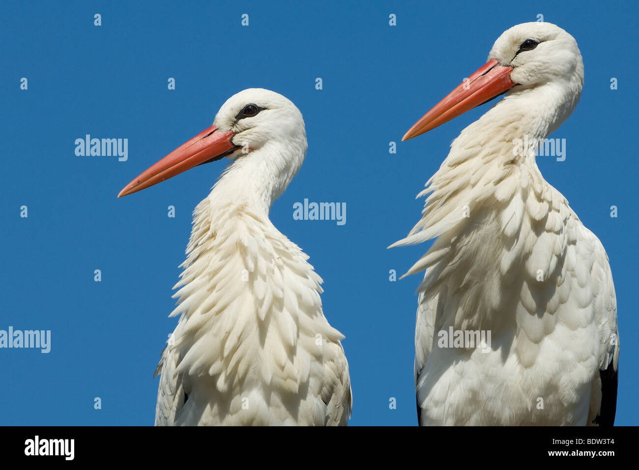 Portrait of two storks Stock Photo - Alamy
