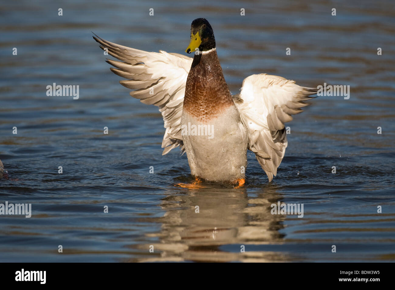 Gefiedepflege hi-res stock photography and images - Alamy