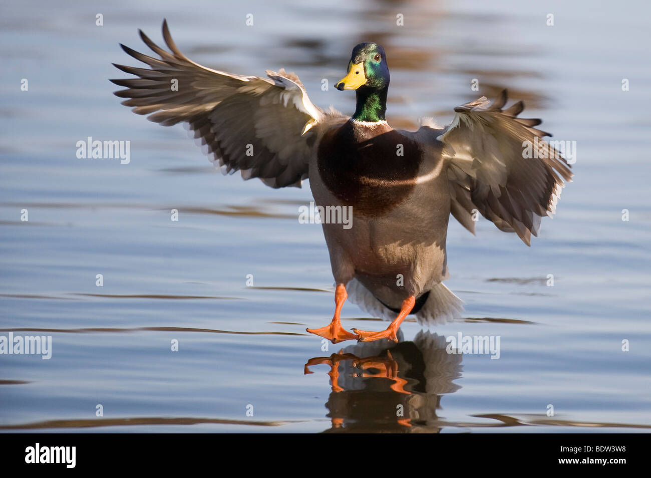 Dabbling duck hi-res stock photography and images - Alamy