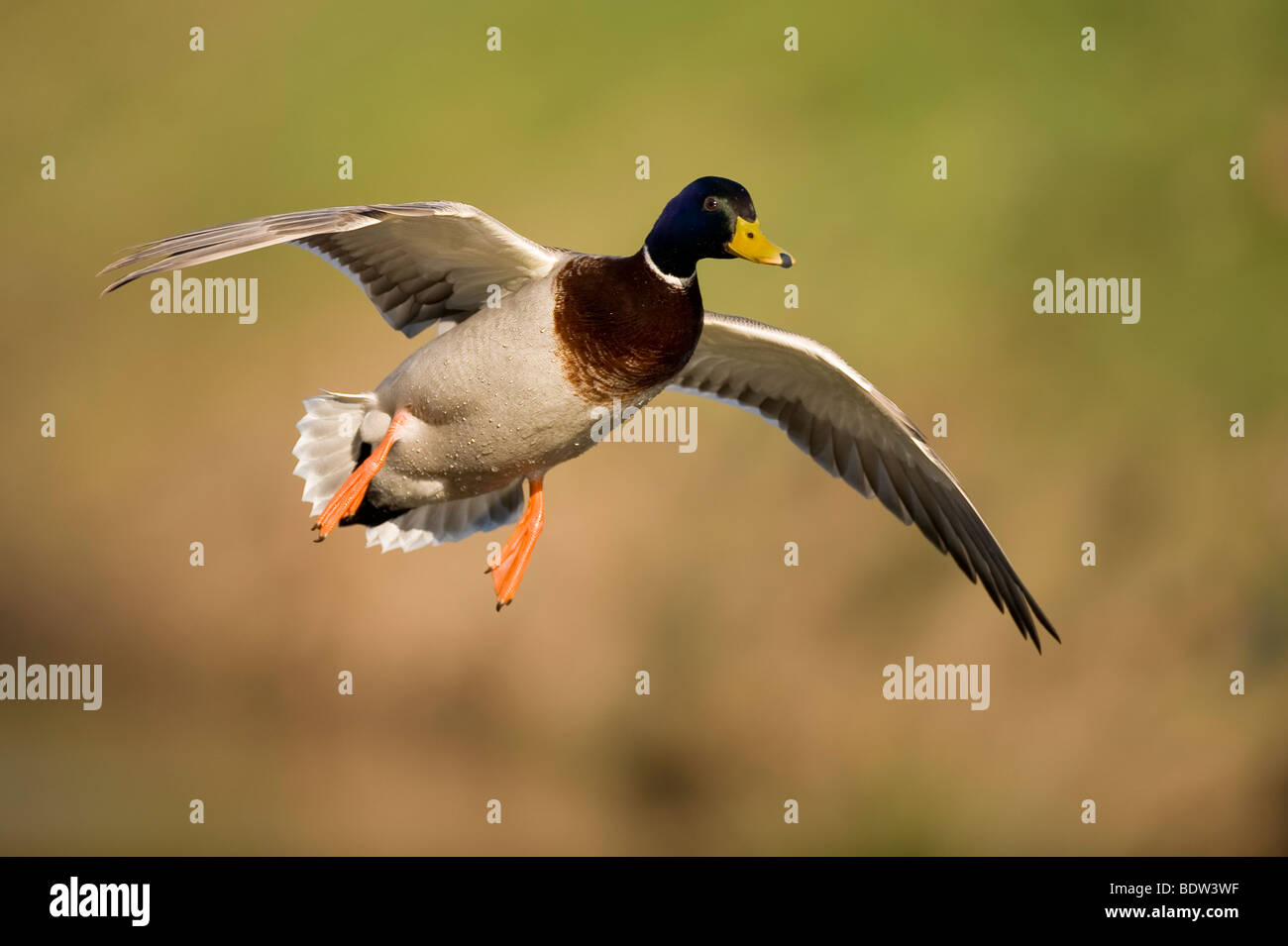 A dabbling duck in landing approach Stock Photo - Alamy