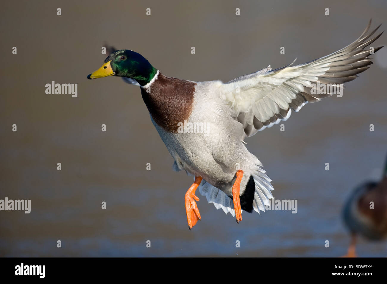 A dabbling duck in flight Stock Photo - Alamy