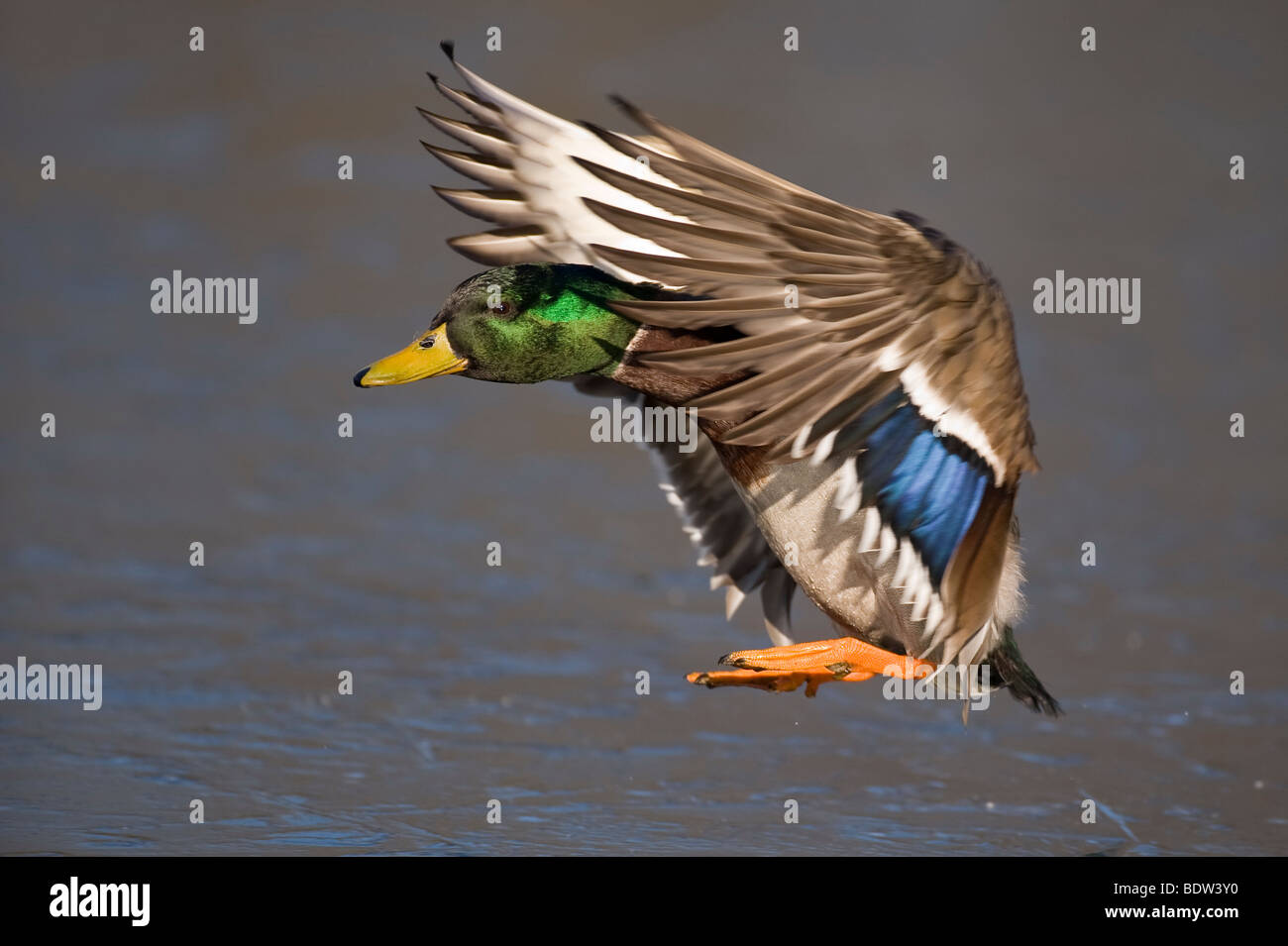 A dabbling duck in flight Stock Photo - Alamy