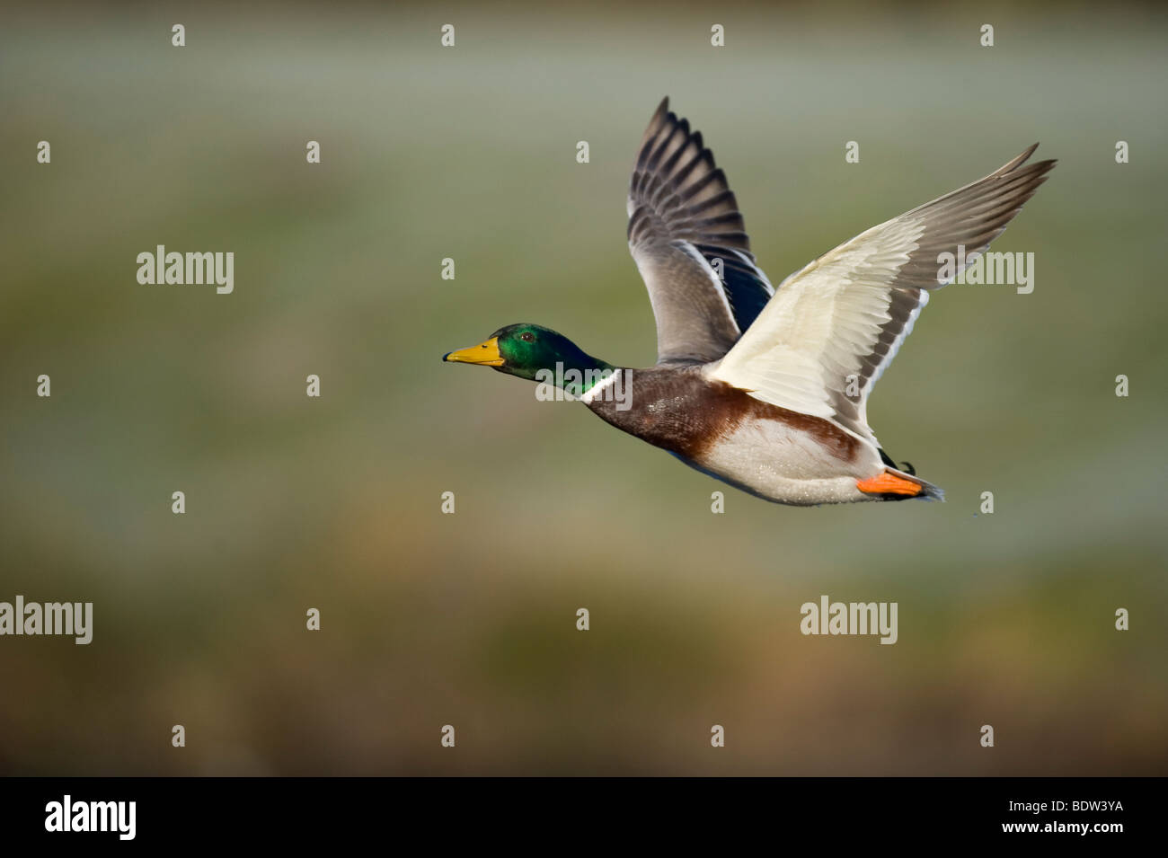 A dabbling duck in flight Stock Photo - Alamy