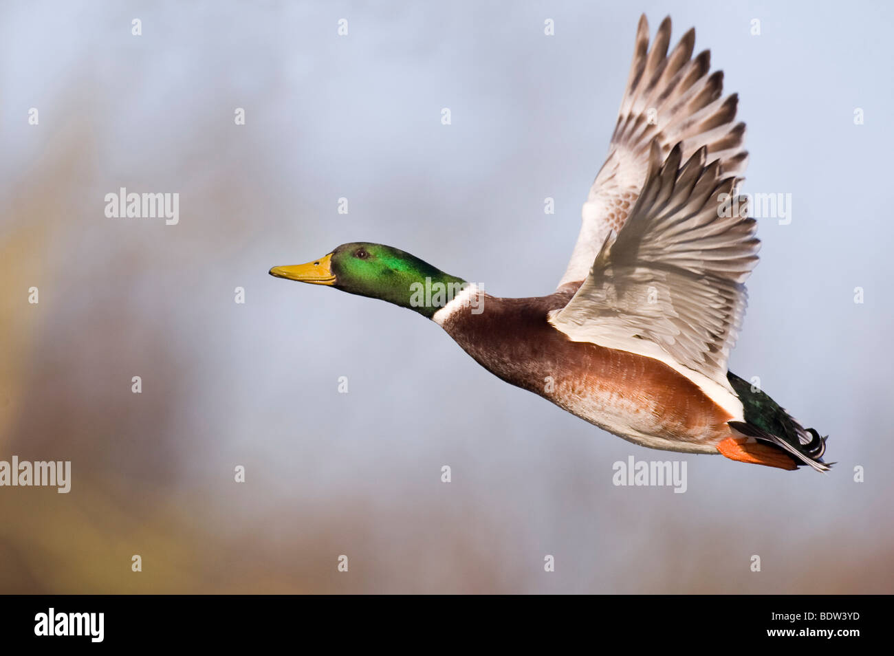 A dabbling duck in flight Stock Photo - Alamy