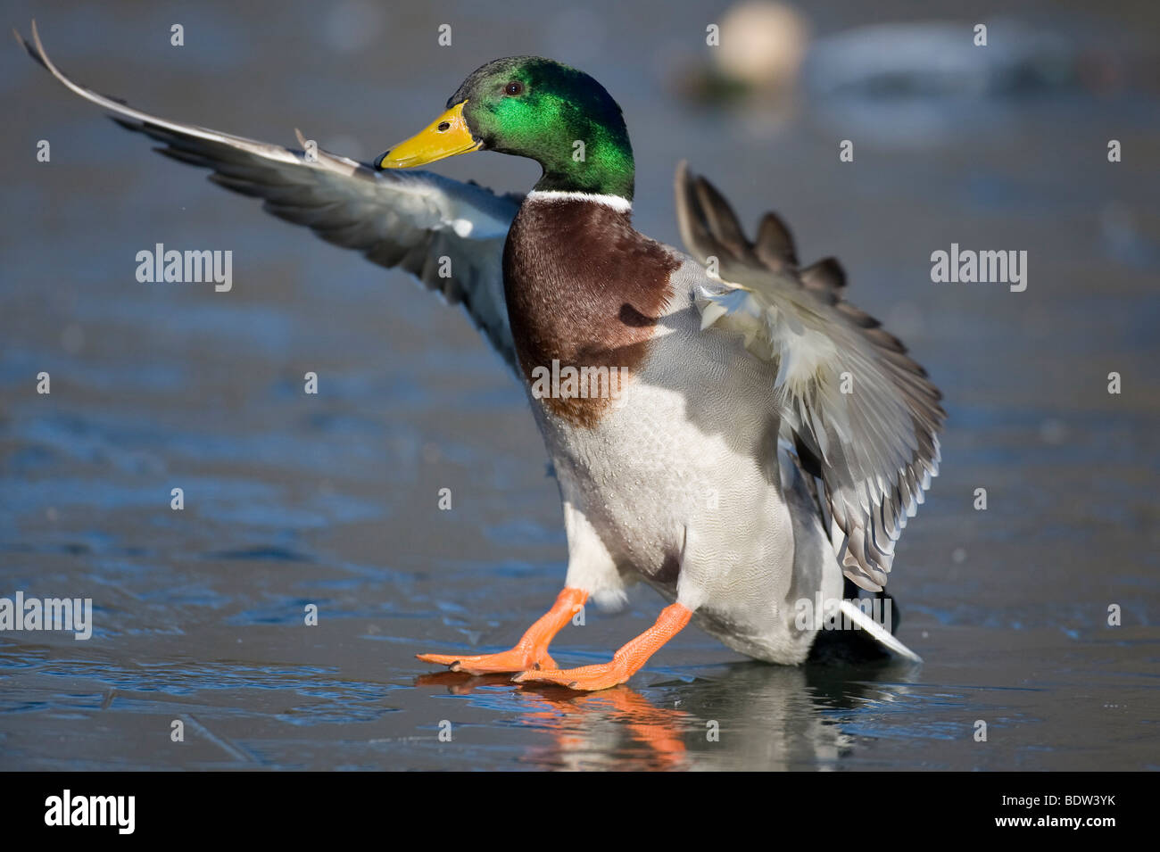 Beating wings hi-res stock photography and images - Alamy