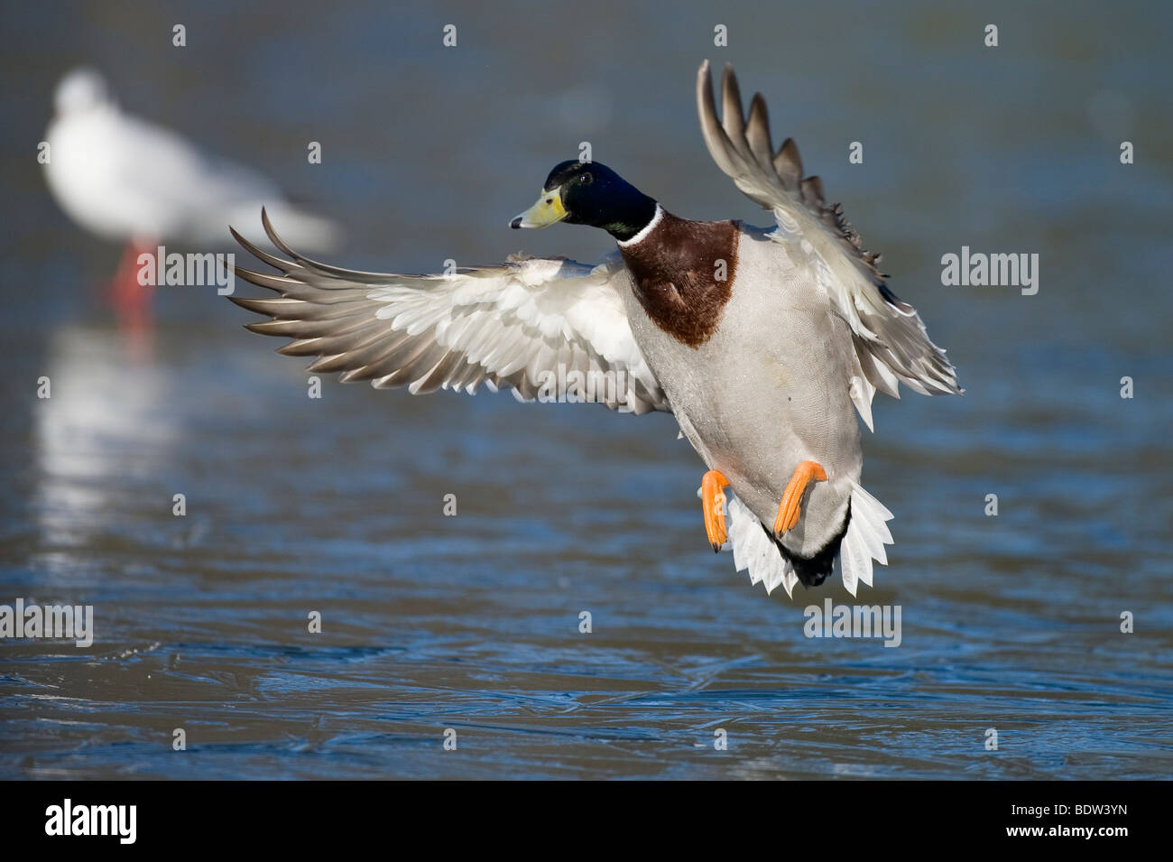 A dabbling duck in flight Stock Photo - Alamy